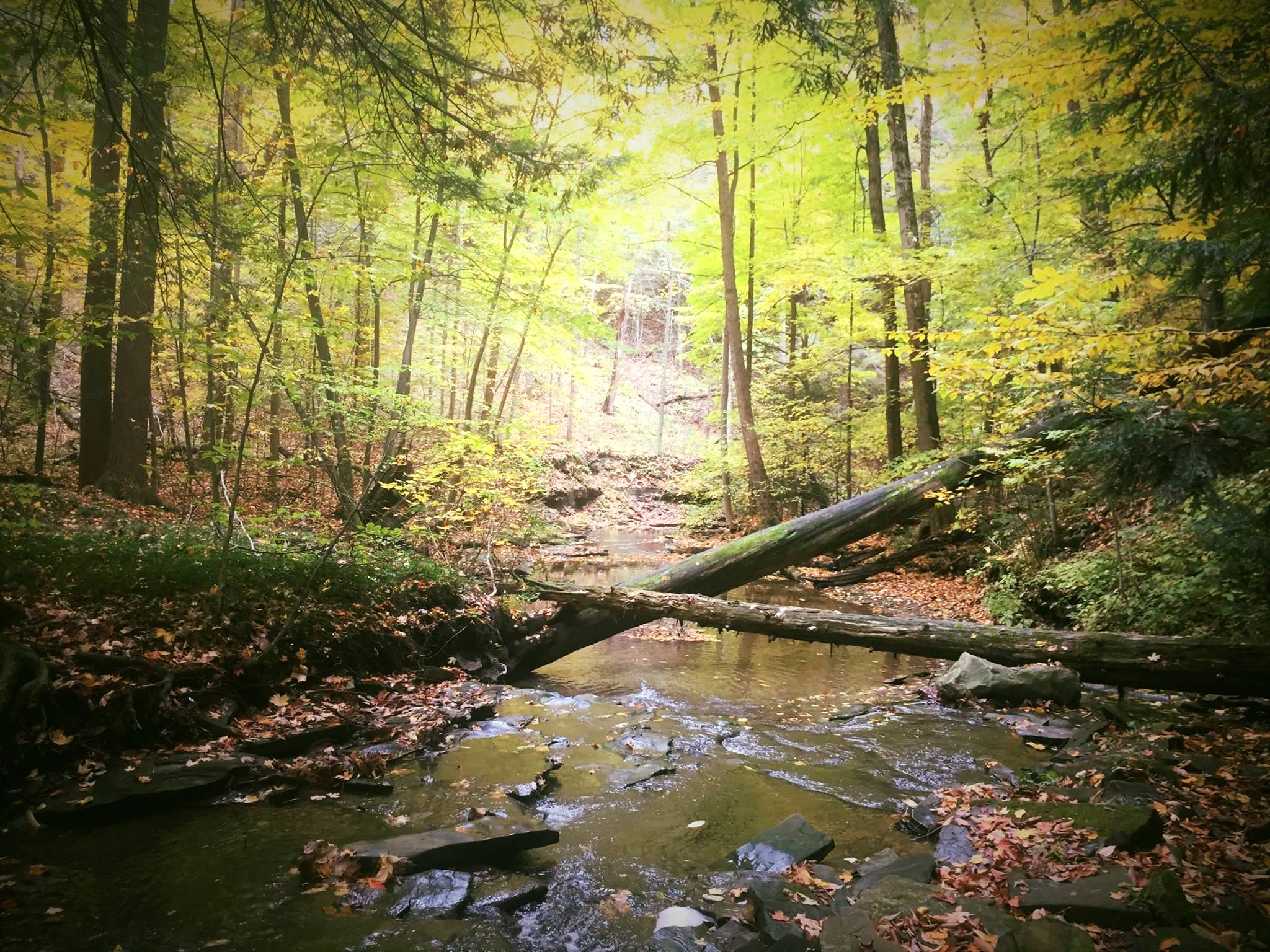 Adaptive Forest Management to Protect Stream Habitat - CRWP