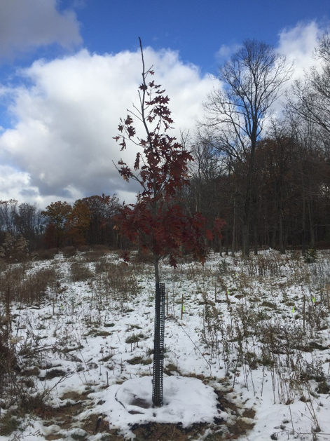 Protecting Caves Creek: A Tree Planting Project at Orchard Hills Park ...